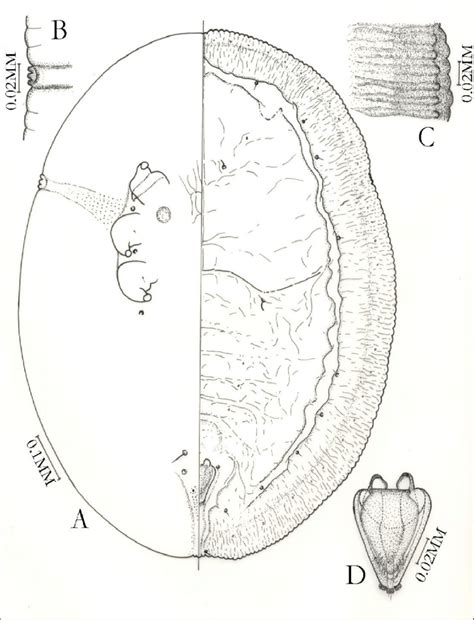 Aleurolobus Janagarajani Sp Nov A Puparial Case B Thoracic