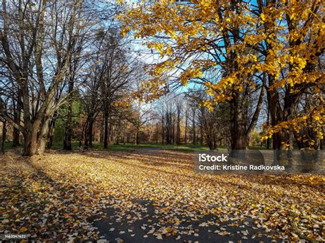 가을 풍경 화창한 날에 공원의 가을 풍경을 볼 수 있다 첫 서리가 내린 후 타락한 노란 나뭇잎과 벌거벗은 나무로 뒤덮인 공원 길과 땅 가을에 대한 스톡 사진 및 기타 이미지