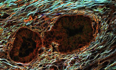 Conda Research Cores Department Of Neurological Sciences University