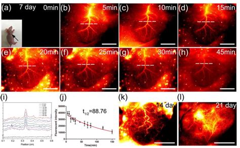 Multifunctional Biomedical Imaging In Physiological And Pathological