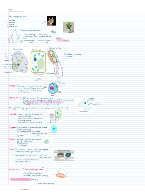 Cells Notes Igcse Bio 1 4 Pdf