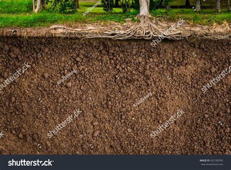 Soil Root Tree Background Stock Photo Shutterstock