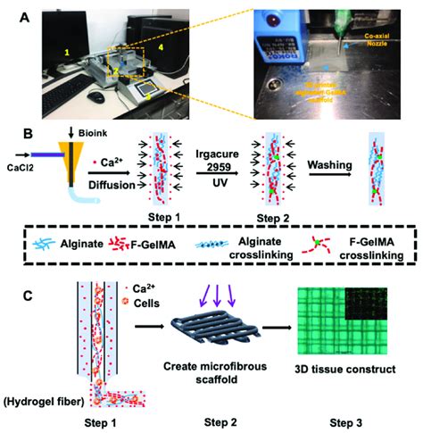 Schematic Illustration Of 3d Bioprinting Process Using Alginatef Gelma Download Scientific