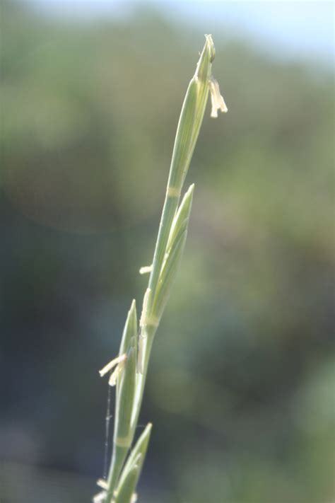 African Plants - A Photo Guide - Elytrigia elongata (Host) Nevski