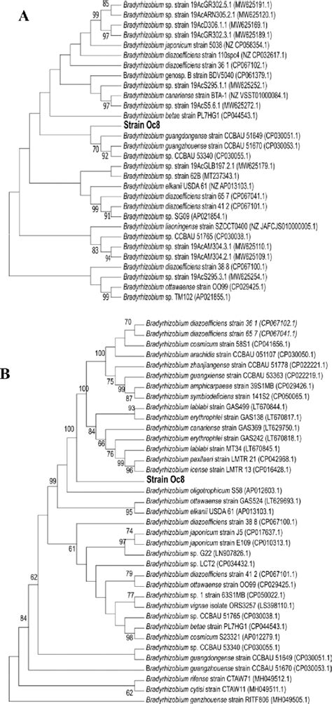 Mp Trees Inferred From Sequences Alignments Of Reca A And Ftsa B Download Scientific