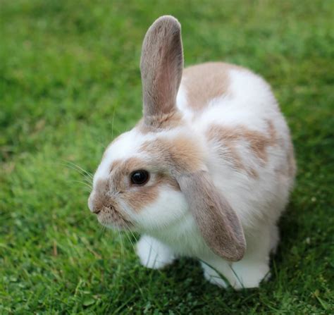 Cute Pet Rabbits