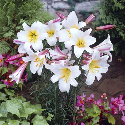 Lilium Regale Bulbs