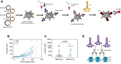 Heterogeneity In Autoantibody Mediated Complement Activity A Schematic Download Scientific
