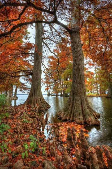 Twin Cypress ~ Autumn At Reelfoot Lake Tennessee By Brandon Griffin