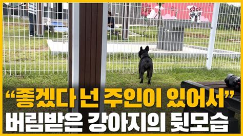 좋겠다 넌 주인이 있어서 보호자와 함께 있는 강아지를 바라보는 유기견의 마음 Youtube