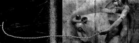 Sight Theme Adjust Header Image Width WordPress Com Forums