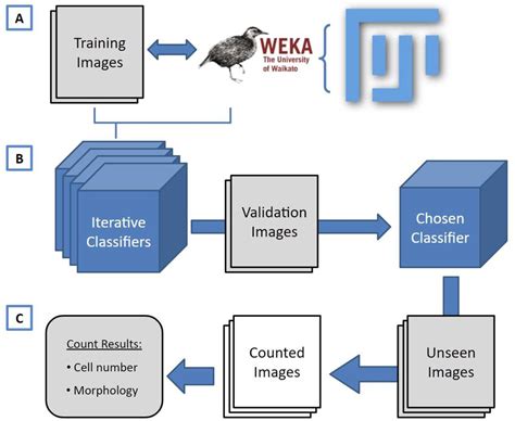 A Visual Overview Of Acct Components And Process Weka And Fiji Are
