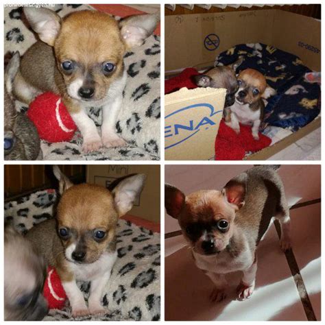 Eladó Mini Csivava Eladó Csivava Szajol Apróhirdetés Ingyen