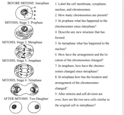 Before Mitosis Interphase Mitosis Stage 1 Prophase Mitosis Stage 2