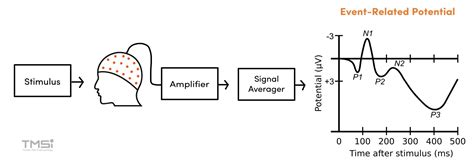 Tmsi — An Artinis Company — Event Related Potentials In Eeg