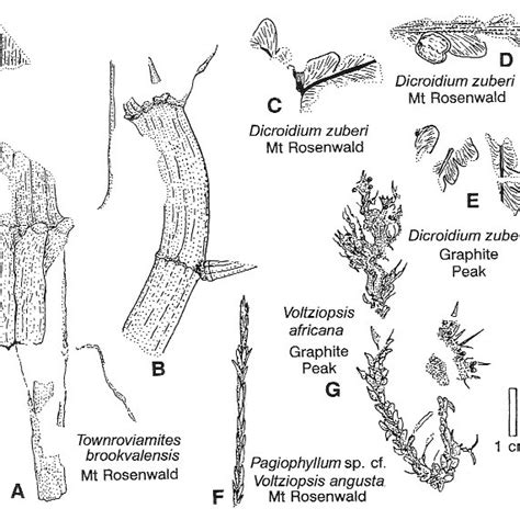 Late Permian Fossil Plants From Graphite Peak A Glossopteris Download Scientific Diagram