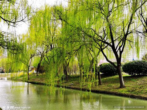 柳树图片摄影图 树木树叶 生物世界 摄影图库 昵图网