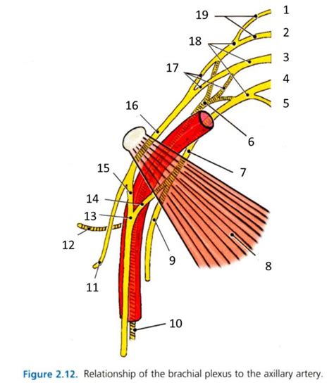 Relationship Brachial Plexus Axillary Artery Diagram Quizlet