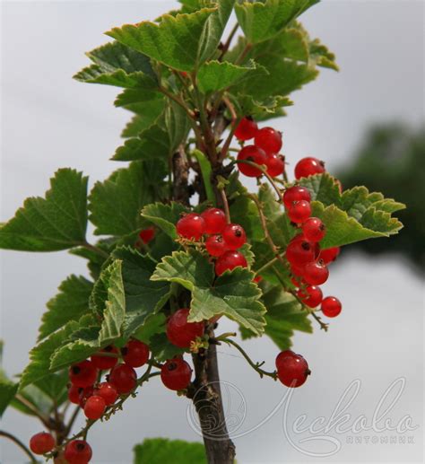 Смородина красная (Ribes rubrum `Натали`) - Смородина красная ...