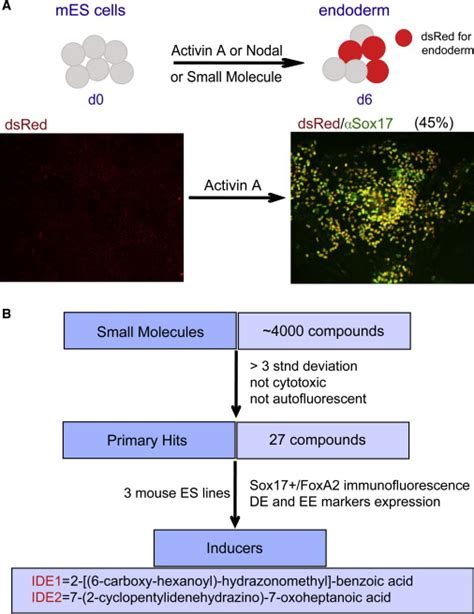Small Molecules Efficiently Direct Endodermal Differentiation Of Mouse And Human Embryonic Stem