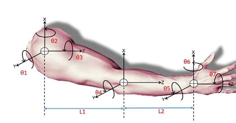 Kinematic Model Of Human Arm With 9 Dof Download Scientific Diagram