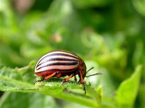 Identifying Common Garden Pests And Super Solutions South Elmonte