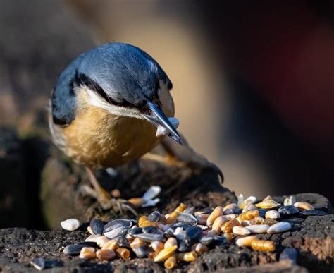 Blue Nuthatch Field Guide Pictures Habitat And Info Optics Mag