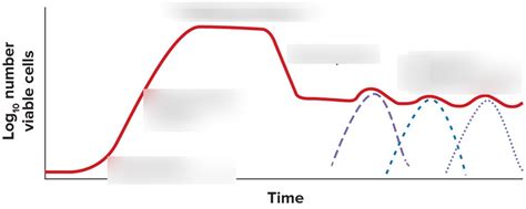 Growth Curve Diagram Quizlet