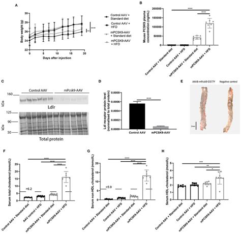 Verification Of The Mpcsk9 Aav Mouse Model Of Hypercholesterolemia A Download Scientific