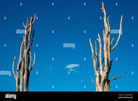 Bizarre Formation Of Two Dead Trees Tree Wood Climate Climate