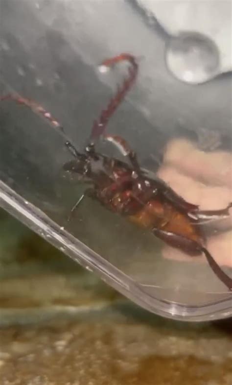 Eyelash Bug R Whatisthisbug