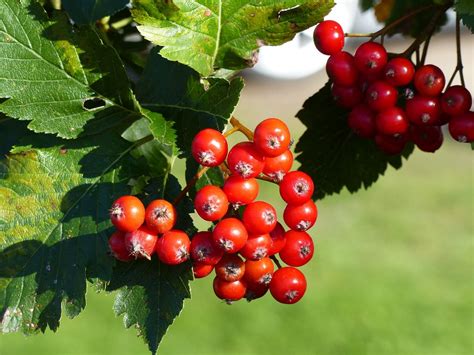 Free Images - rowan berries berry red
