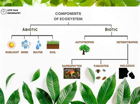 What Are Structural Components Of Ecosystem Free Word Template