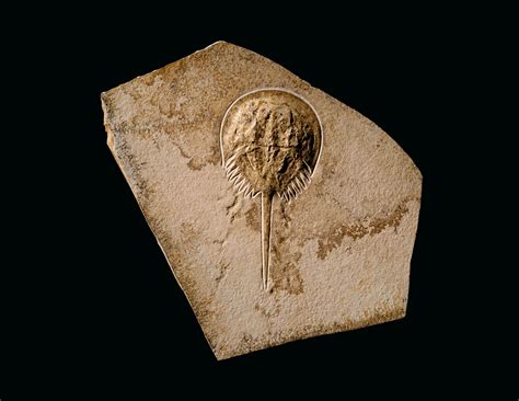 Horseshoe Crab Looking Fossil