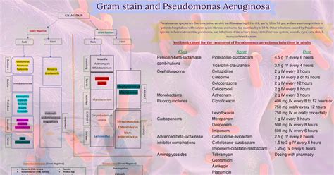 Pseudomonas Aeruginosa And Antibiotics Medical Infographics