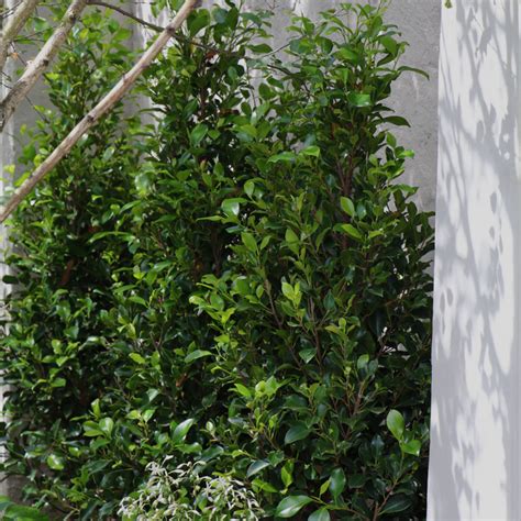 The Best Hedging Trees For Privacy In Your Garden Evergreen Trees Direct