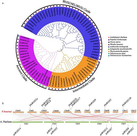 Phylogenetic Relationships Of Pbwox Proteins A Nj Tree Constructed