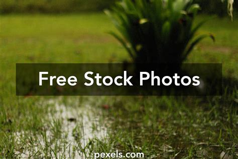Slippery Grass Photos Download The Best Free Slippery Grass Stock