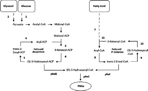 Putative Pathway Of Polyhydroxyalkanoate Synthesis From Glucose And Download Scientific Diagram