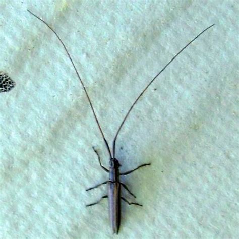 Long Antennae Insects At Luca Searle Blog
