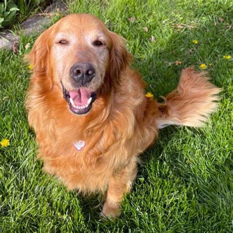 Bo As Good As Gold Golden Retriever Rescue Of Illinois