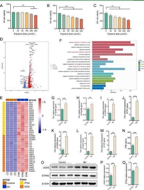 Figure 1 From Exposure To Manganese Induces Autophagylysosomal Pathway