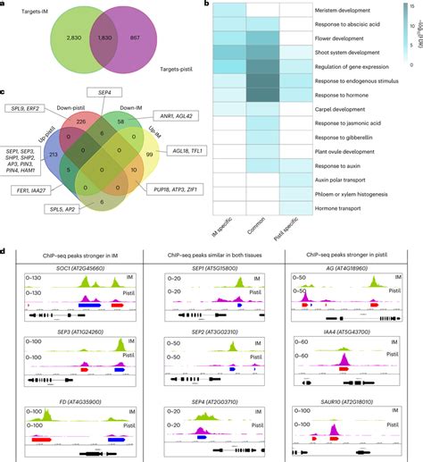 Tissue Specific Dna Binding Patterns Of Ful A Venn Diagram Showing The