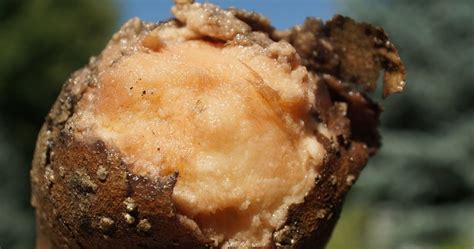 Spotting Pink Rot Pythium Leak In Potatoes Potato Grower Magazine