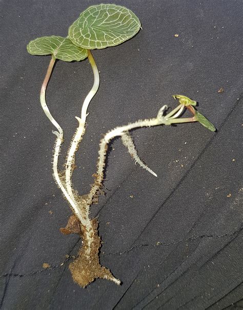 Corybas Ramosianus Orchidaceae