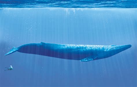 Blue Whale Size Comparison