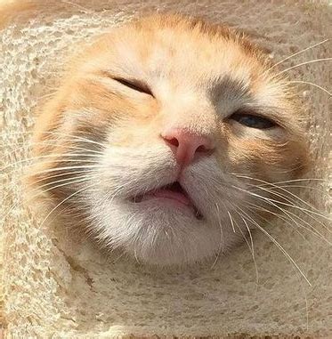 Bread Cat Blank Template Imgflip