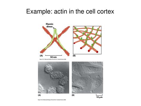 Ppt 021510 Lecture 12 The Actin Cytoskeleton Powerpoint