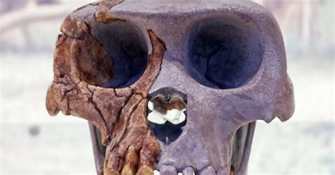 Ardipithecus Ramidus Skeleton