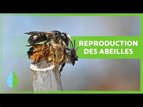 ABEILLE CARACTÉRISTIQUES REPRODUCTION PIQÛRE COMMUNICATION